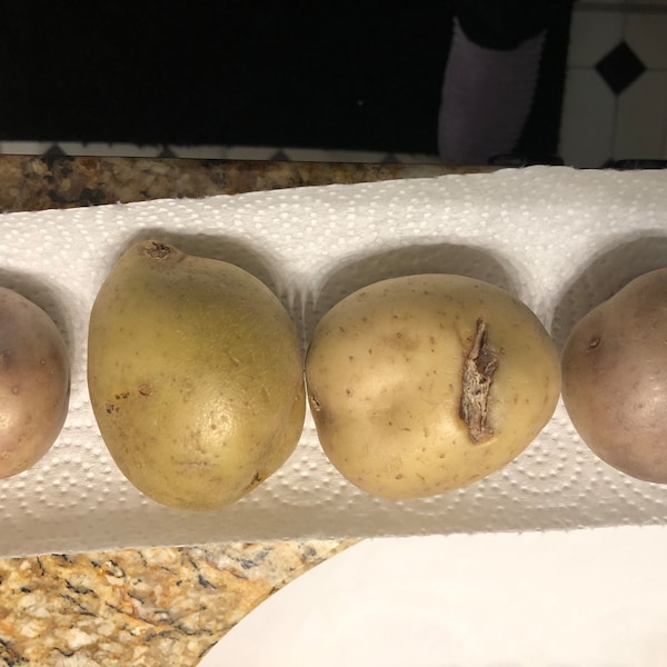 White Potatoes Seed Potato Seeds Organic Non GMO New Crop 2023 - Etsy