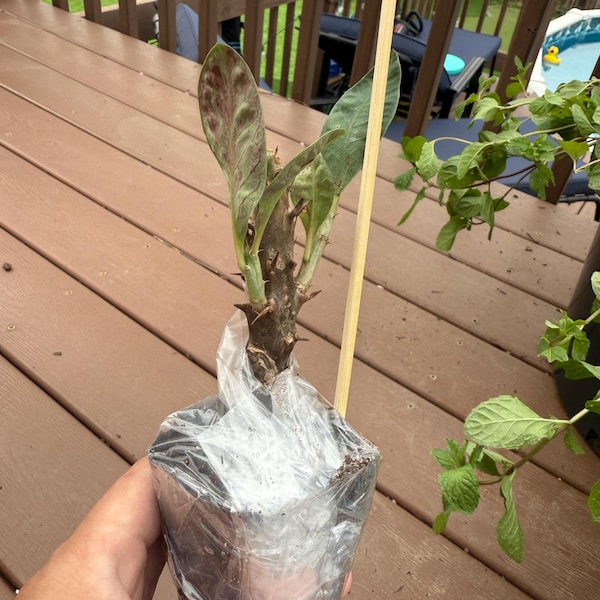Royal Intenz Magnifica Medinilla Plant~~live Well Rooted Starter Plant ...