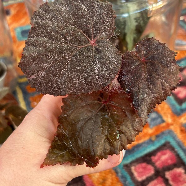 Begonia U485, Highly Iridescent, Believed to Be a Hybrid. 2 Inch Potted ...