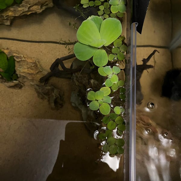 Water Spangles, Salvinia Minima, Live Aquarium/aquatic/floating/pond ...