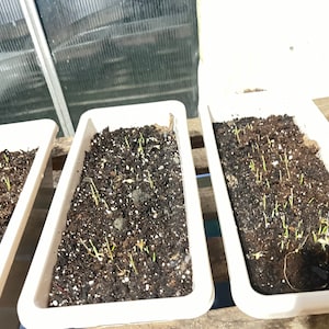 Tatsoi Microgreen Seeds. Non-gmo, Premium Quality Seeds With High ...