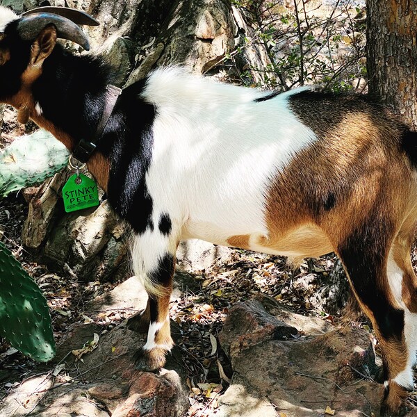 Goat Collar ID Tags - Etsy