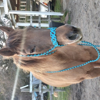 Mule Tape Horse Halter With Rope Noseband - Etsy