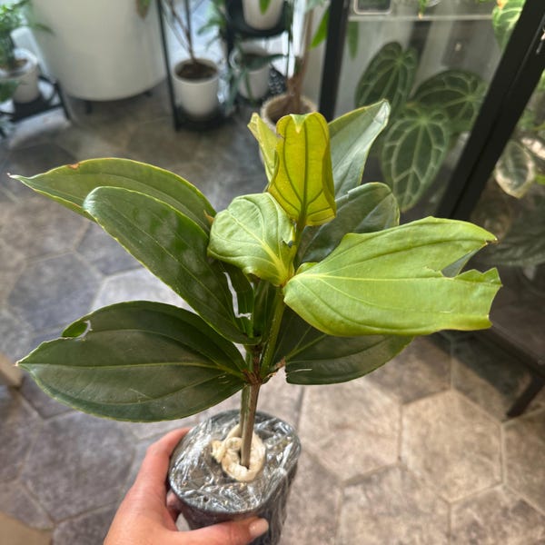 Hunter's Venom African Violet Live Plant, Young Starter in a 4" Pot ...
