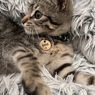 Cat Tag Cat ID Tag Small Pet Tag Cat Name Tag Microchipped - Etsy
