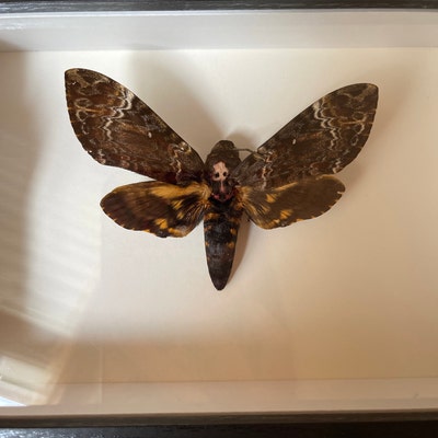 Framed Black Mimathyma Chevana Butterfly Home Decor China - Etsy