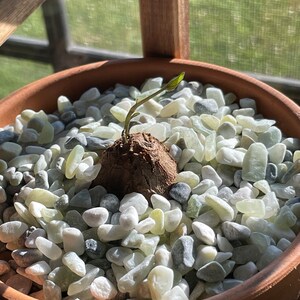 Stapelia Rufa - Etsy