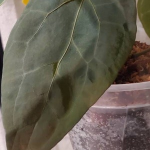 Valencia Teruno Pothos - Etsy