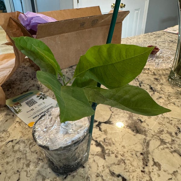 Yellow Flower, Magnolia Champaca, Michelia Champaca in 6" or 4" Pot ...