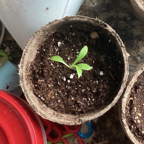 Gloria Cosmos Seeds | Cosmos Bipinnatus | Non-gmo | Flower Seeds | Seed ...