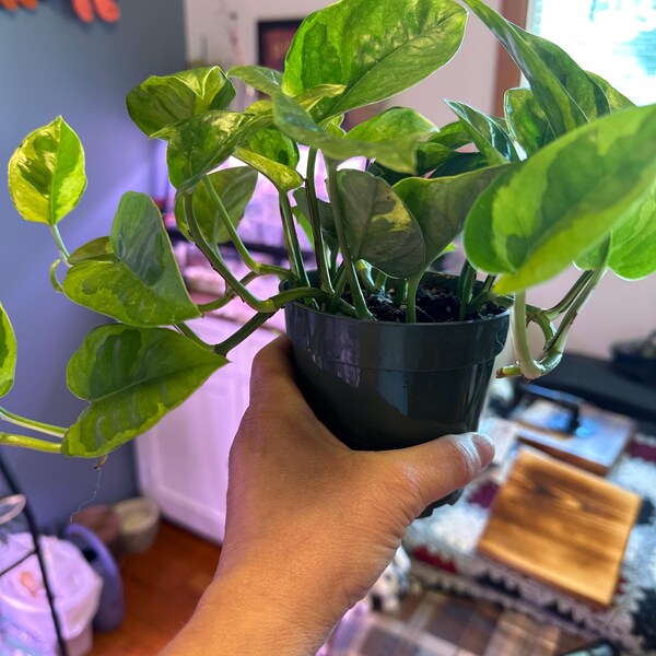 4” Lizard Queen Pothos Plant Pot - Rare Cultivar Houseplant - Yellow ...