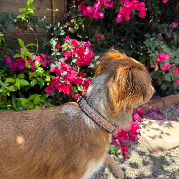 Handmade Duck Collar. Coco Collar. Green and Brown Jacquard Ribbon. for ...