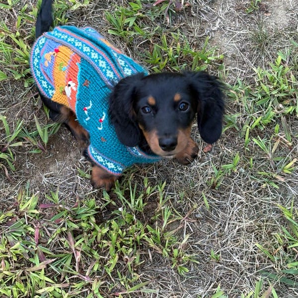 Hand Embroidered Alpaca Dog Sweater: Jade Zip-up Pet Apparel. for Dogs ...