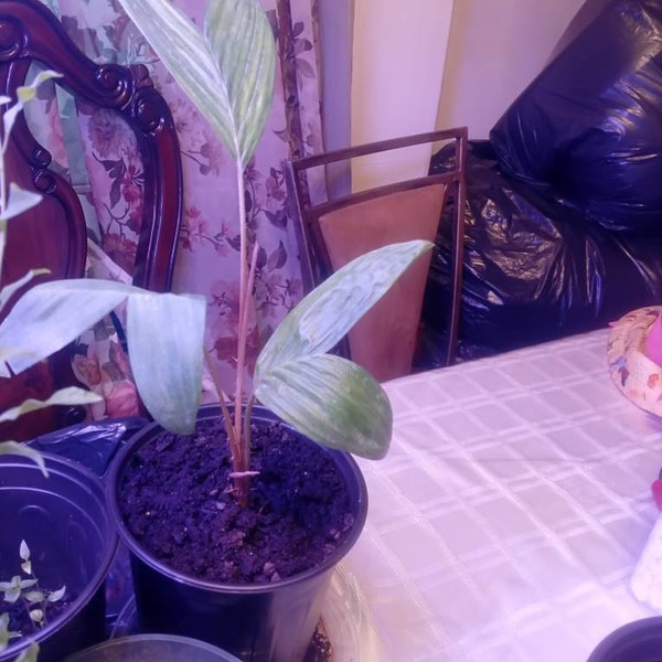 Bruce Canistel Seedling - Egg Fruit - Pouteria Campechiana - Zapote ...