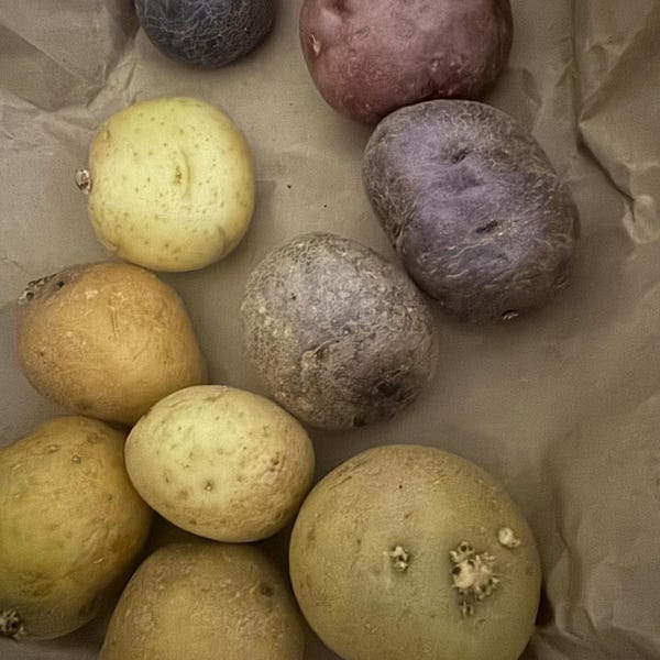 Wolf Bean, Lupine, Lupini Bean Packet; Flower & Vegetable - Etsy