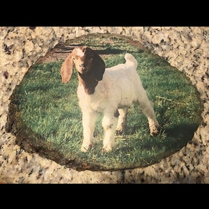 Best Friend Gift, Tree Slice Art, Wood Slab Decor, Birthday Gifts for ...