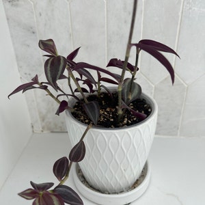 Royal Ruby Hen and Chicks Sempervivum Live Plants 2.5 X 4 Inch Potted ...