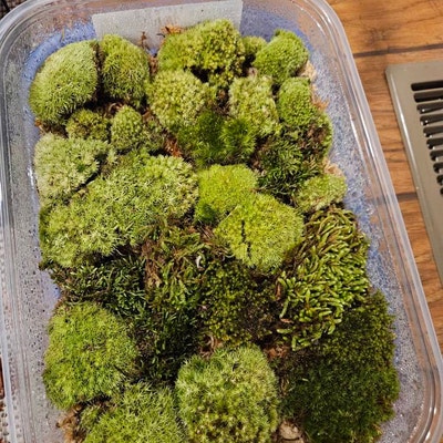 Spoon Leaved Moss Bryoandersonia Illecebra Live Terrarium Moss - Etsy