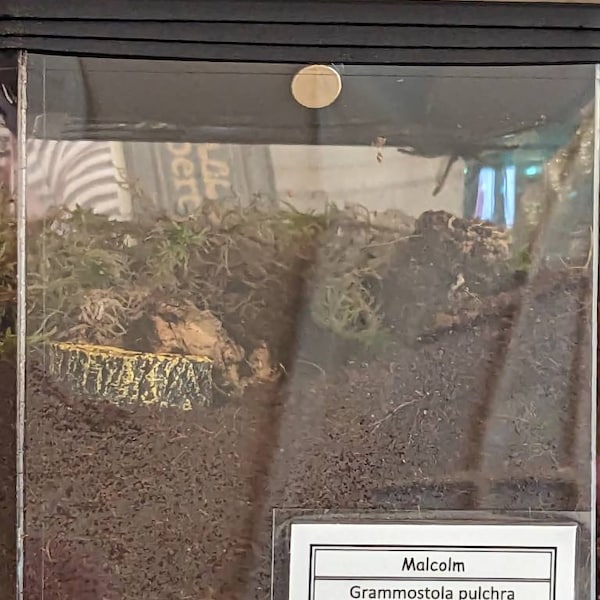 Small Terrarium Label Laminated Enclosure Label Exotic Pet Informative ...
