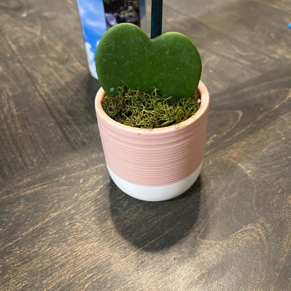 FOSTER 4-pack LIVE 4 Inch Kalanchoe, Blooming Houseplant, Gardening ...