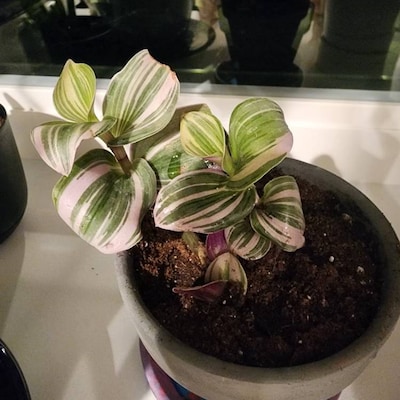 Variegated String of Turtles Starter Plants Pink Plant Ppp ALL Starter ...