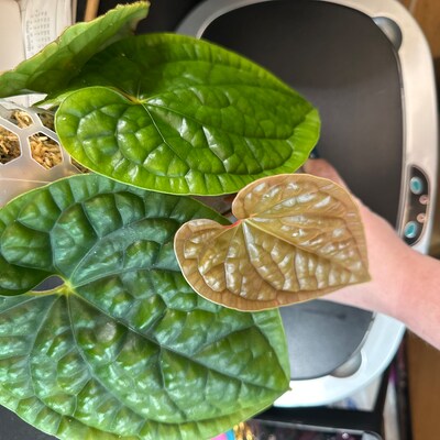 Epipremnum Aureum japanese Global Pothos Fully Rooted Extremely Rare ...
