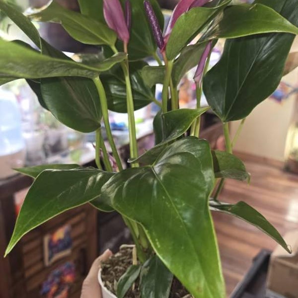 Purple Anthurium - 4" From Tropical Ambiance - Etsy Singapore