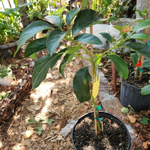 Julie Mango Tree - Grafted Tree - Grafted Tree - - 1 Feet Tall -grafted ...