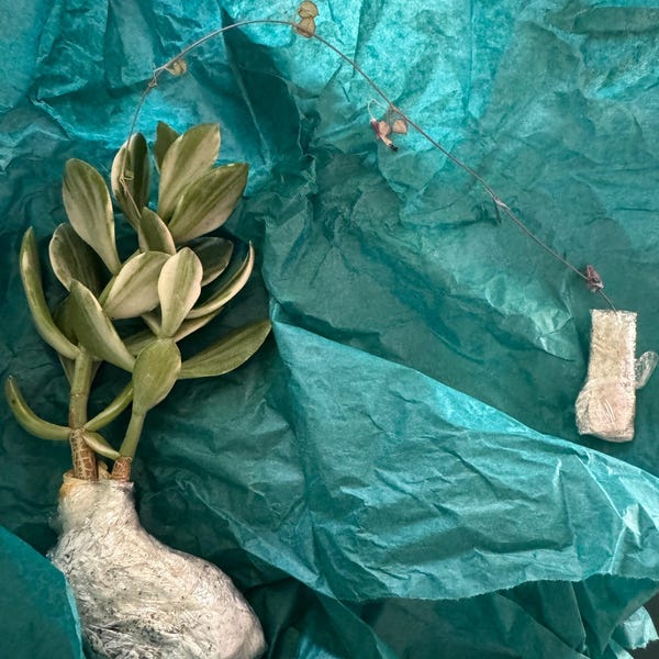 Bougainvillea 'raspberry Ice' Plant Cutting- Raspberry Ice ...