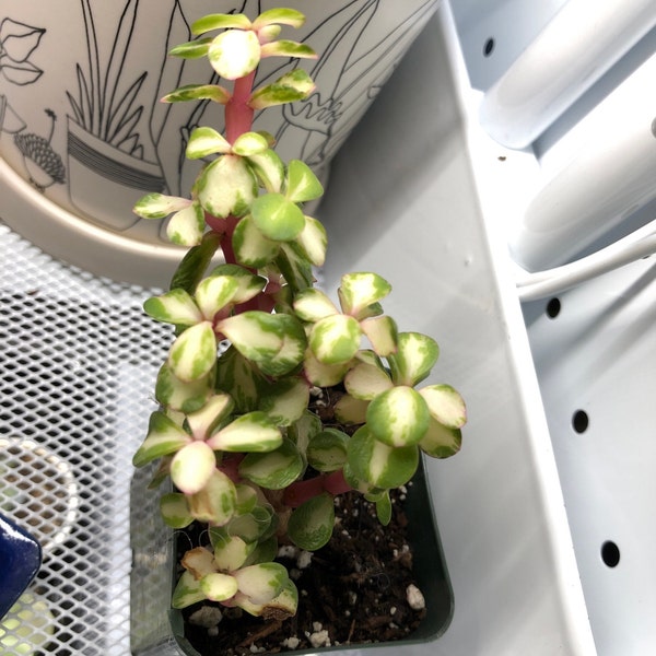 Rare Variegated Pink Elephant Bush, Portulacaria Afra Variegata Live ...