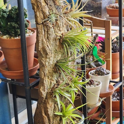 11 Wood Cake Stand, Log Cake Stand, Tree Bark Cake Stand, Tree Slice ...