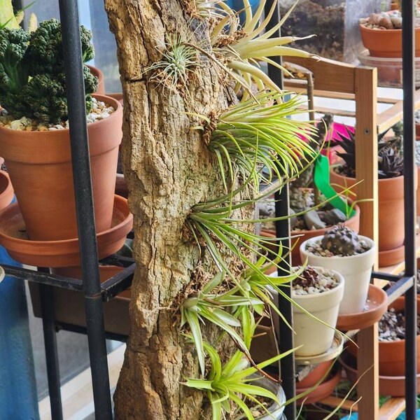 11" Wood Cake Stand, Log Cake Stand, Tree Bark Cake Stand, Tree Slice ...