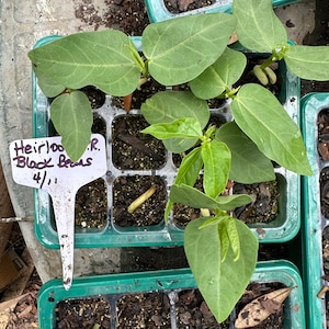 25 Heirloom Puerto Rican Black Bean SEEDS Pole Bean Seed Black Beans ...