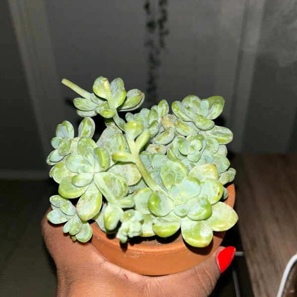 Echeveria ‘diana’ - Etsy