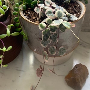 Plant Heat Pack - Etsy