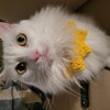 Angel Halo Cat Hat, Angel Cat Costume, Angel Hat for Pets - Etsy