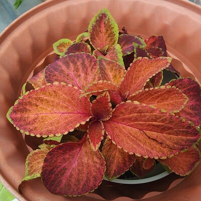 Sunset Coleus Seeds, Indoor Shade Plant, Wizard CC0920P - Etsy