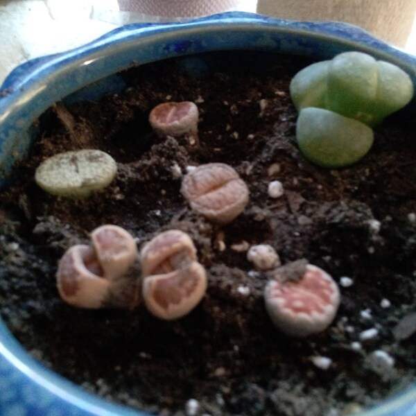Live Plant Lithops Pseudotruncatella C244/white Plant/0.5 - Etsy