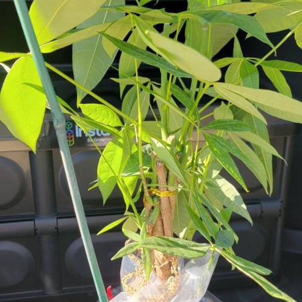 Mican Philodendron Velvet Leaf Philo Indoor & Outdoor Live Tropical ...
