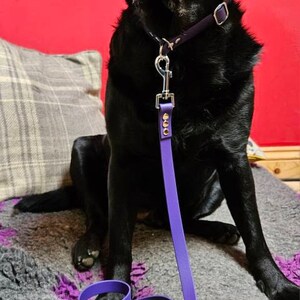 White Biothane Dog Collar - Etsy