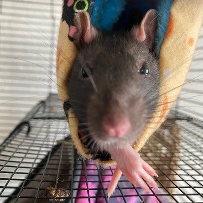 Mismatched Rat Cube Hammock UGLY DUCKLING Random rat Bed - Etsy