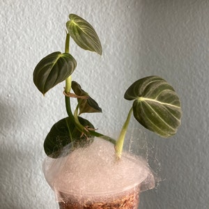 Philodendron Brandtianum Aff wild Form - Etsy