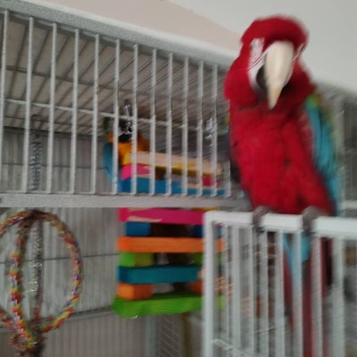 Macaw Ladder, Large Bird Toy - Etsy