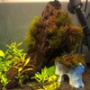 CHEAP Random BOGWOOD (20-30cm) - Fish Tank Root - for Java Fern Moss ...