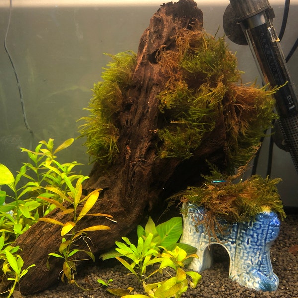 CHEAP Random BOGWOOD (20-30cm) - Fish Tank Root - for Java Fern Moss ...