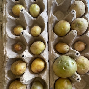 German Butterball Seed Potatoes - for Planting 2026 - Organic (solanum ...