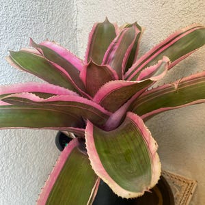 Bromeliad Neoregelia 'magali' - Etsy