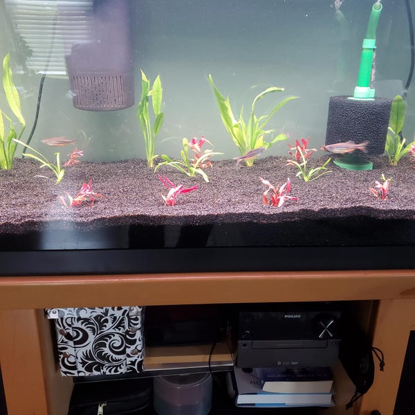 2 Bucephalandra Micro Plants Live Aquarium Plants Free S/h Live Aquatic ...