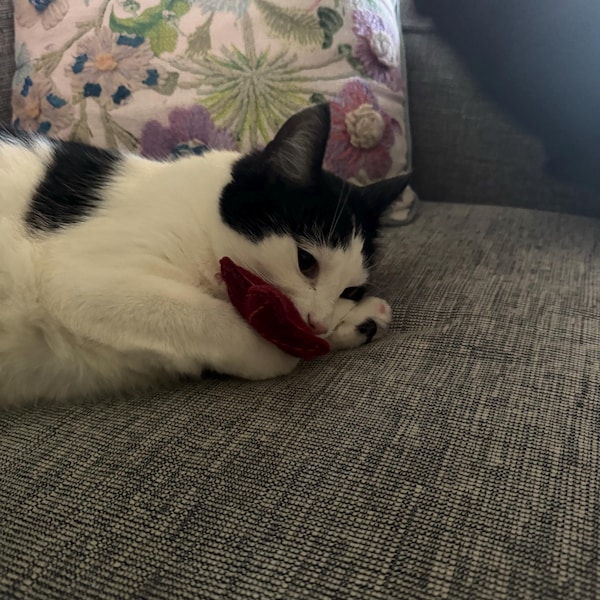 Berry Pie Catnip Filled Cat Toys - Etsy