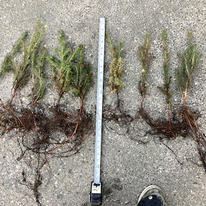 8 Red Cedar Tree Cuttings Grow Your Own Trees Easy Instructions ...